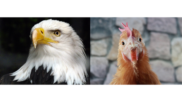 The Eagle and the Chicken
